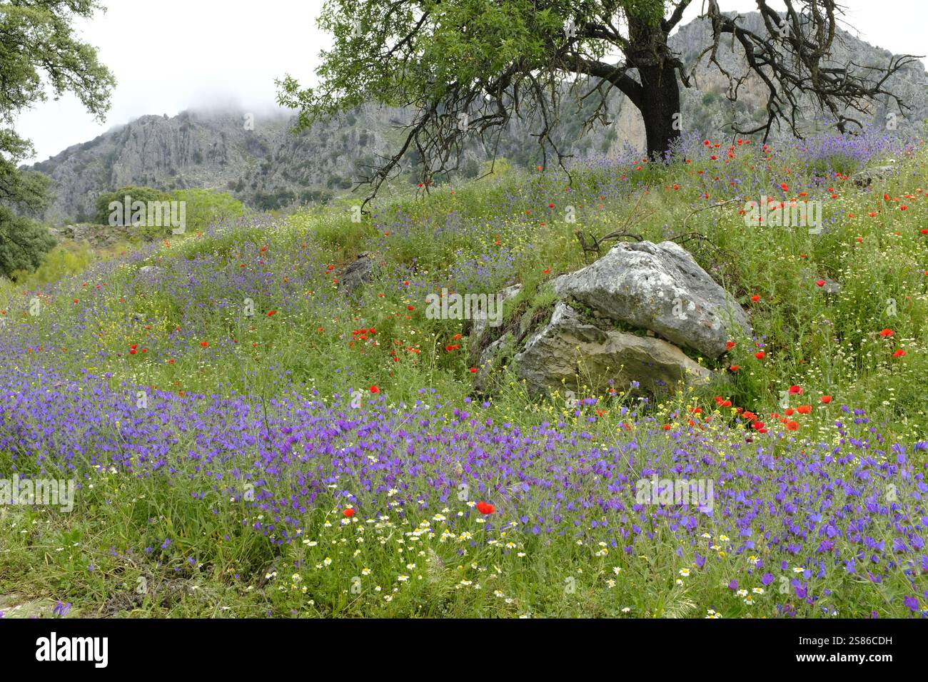 Purple wild flowers on a stony hillside in spring, La Sierra Subbetica ...