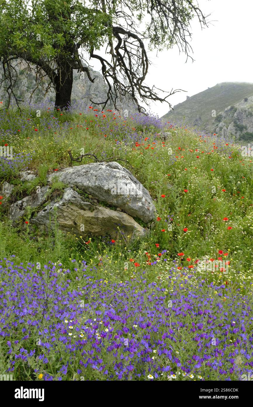 Purple wild flowers on a stony hillside in spring, La Sierra Subbetica ...
