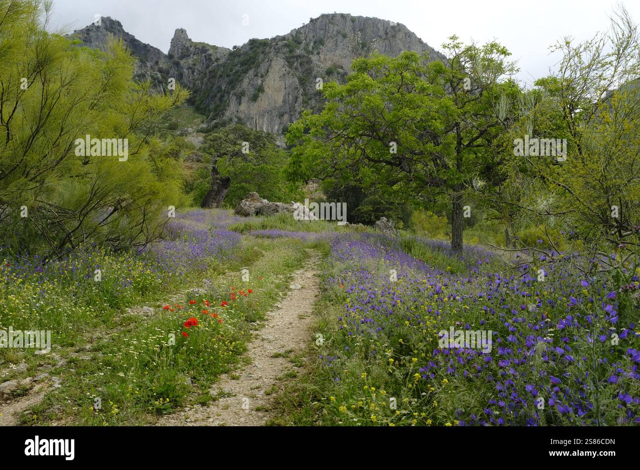 Purple wild flowers on a stony hillside in spring, La Sierra Subbetica ...