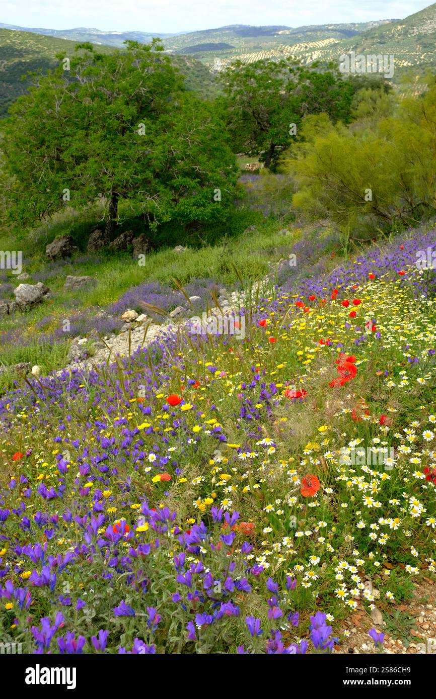 Wild flowers on a hillside in spring, La Sierra Subbetica Natural Park ...