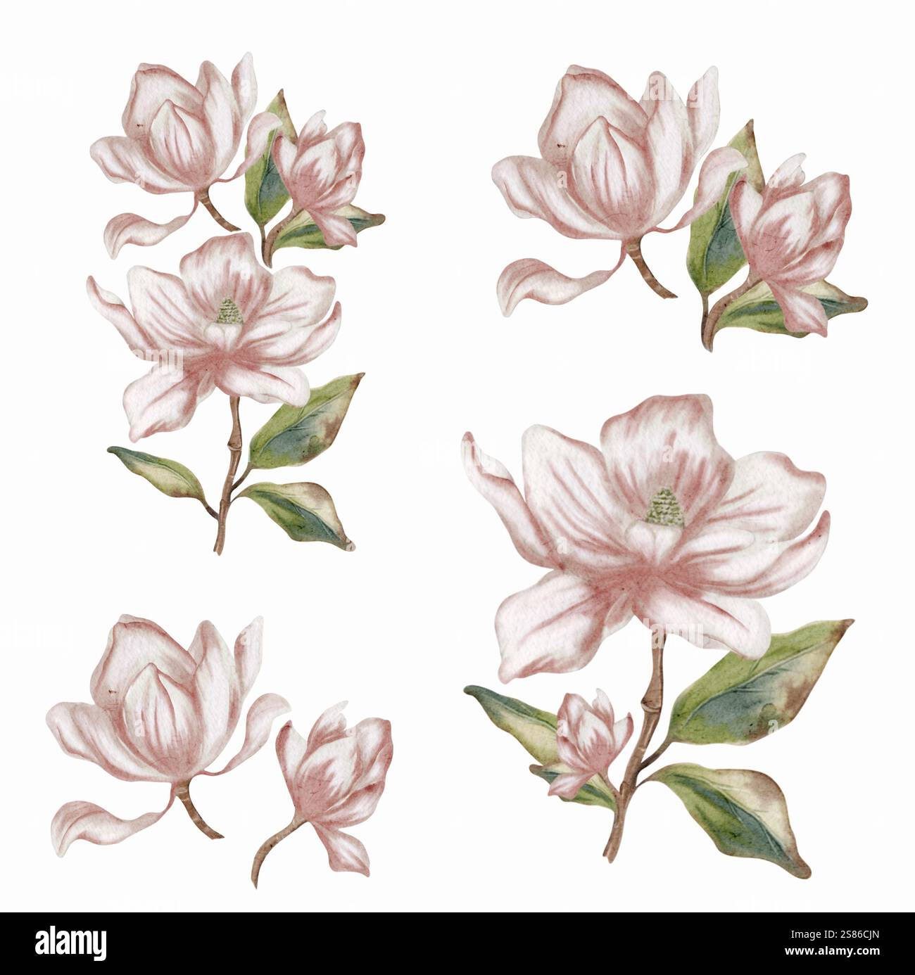 Delicate magnolia blossoms painted in soft watercolor display shades of ...