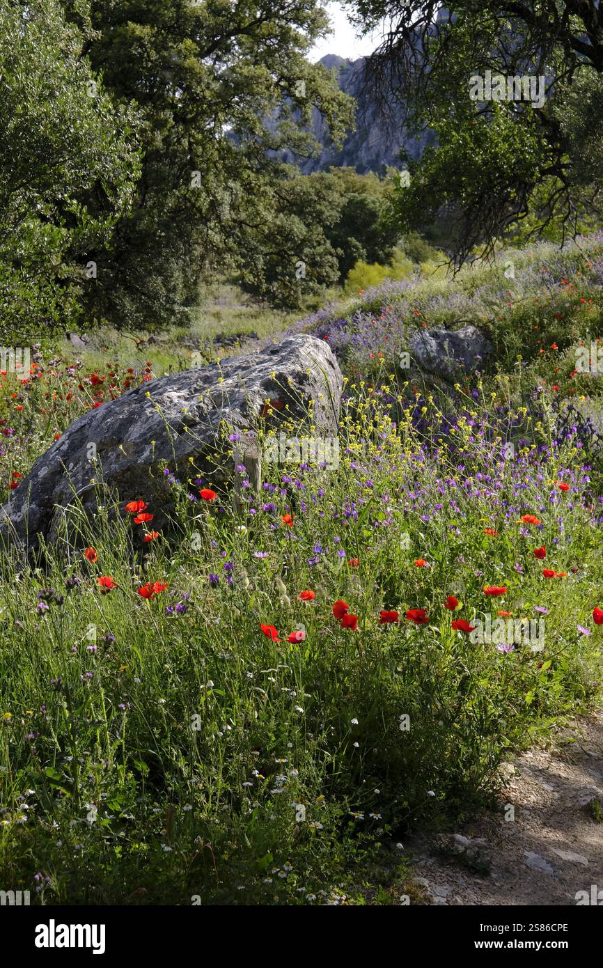 Wild poppies in countryside hi-res stock photography and images - Alamy