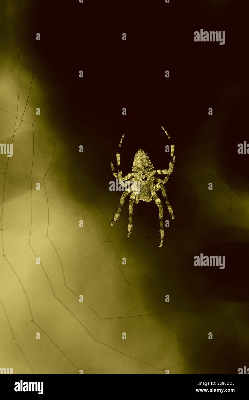 Fine art spider and web Stock Photo - Alamy
