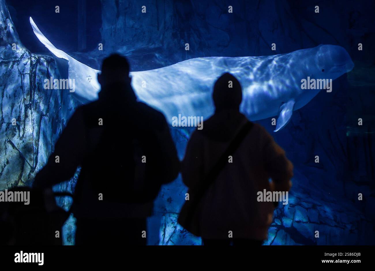 The beluga whales during the presentation of the union of the four ...