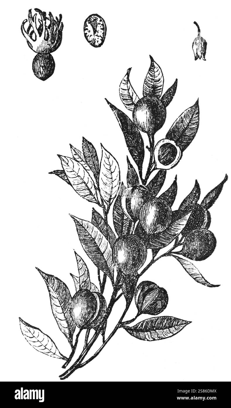 Twig of a nutmeg tree with leaves and an enlarged nutmeg fruit, Malysia ...