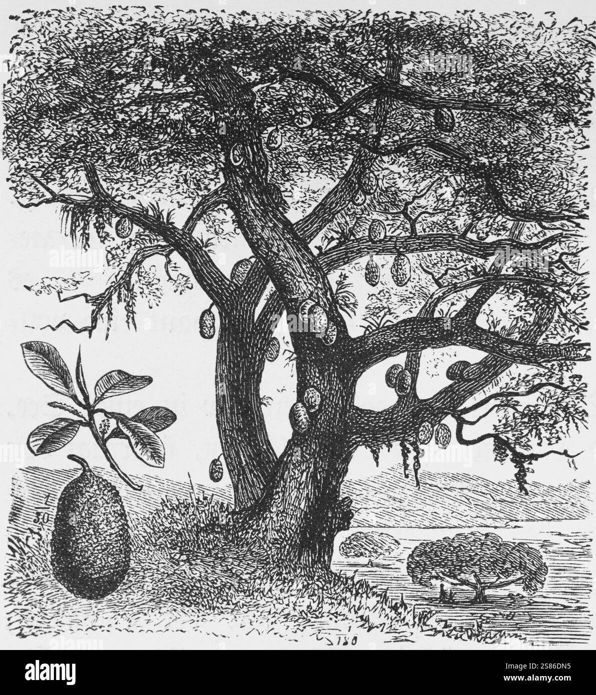 Entire leaved breadfruit tree hi-res stock photography and images - Alamy