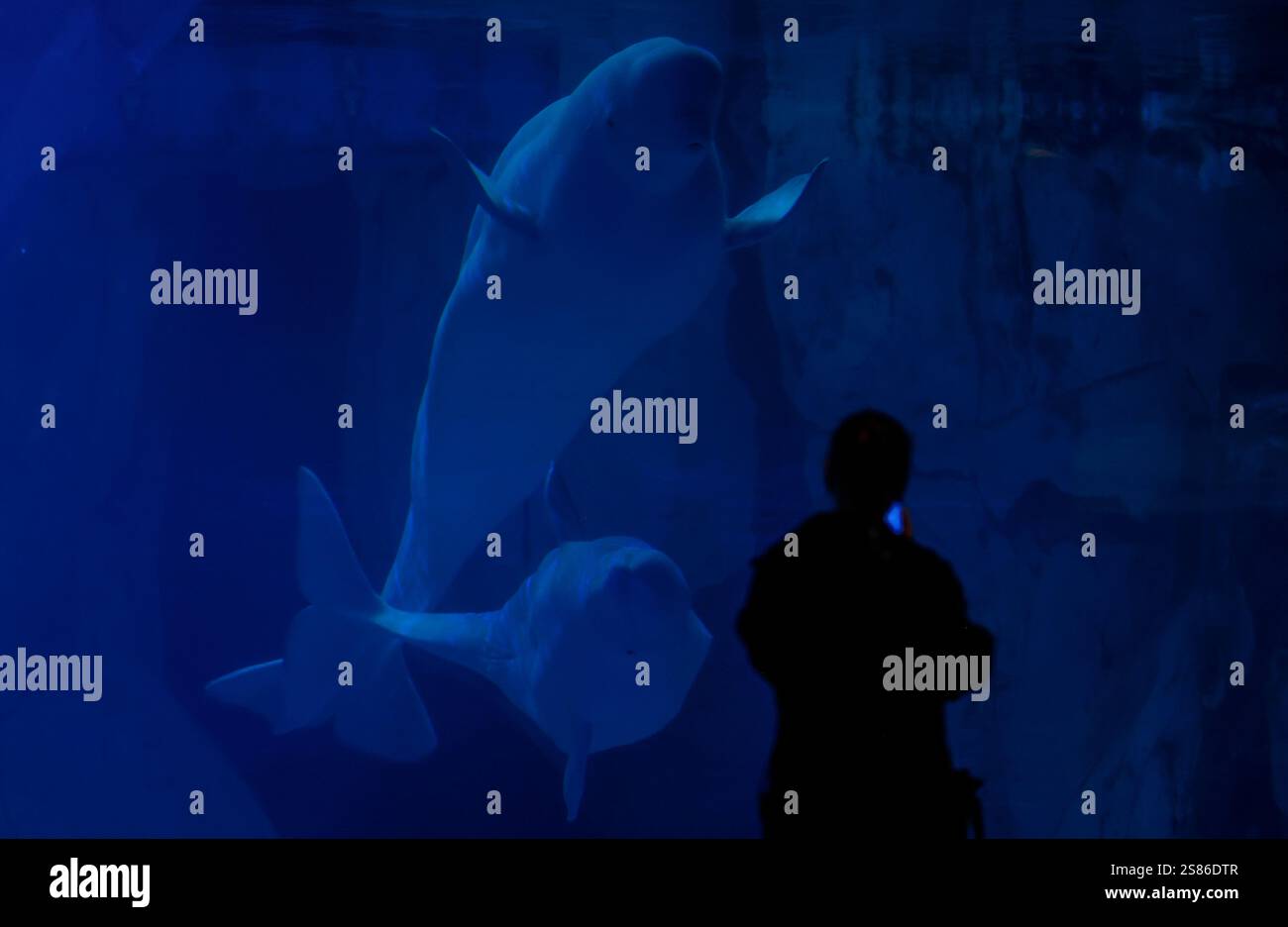 The beluga whales during the presentation of the union of the four ...