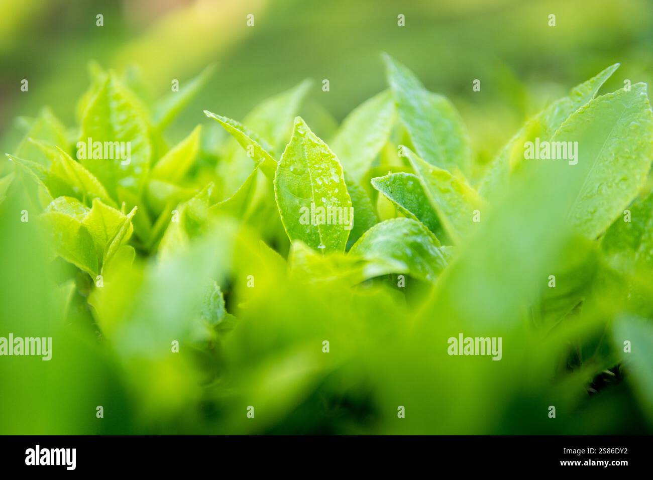 Closeup on young green tea leaf growing above the bush in Munnar ...
