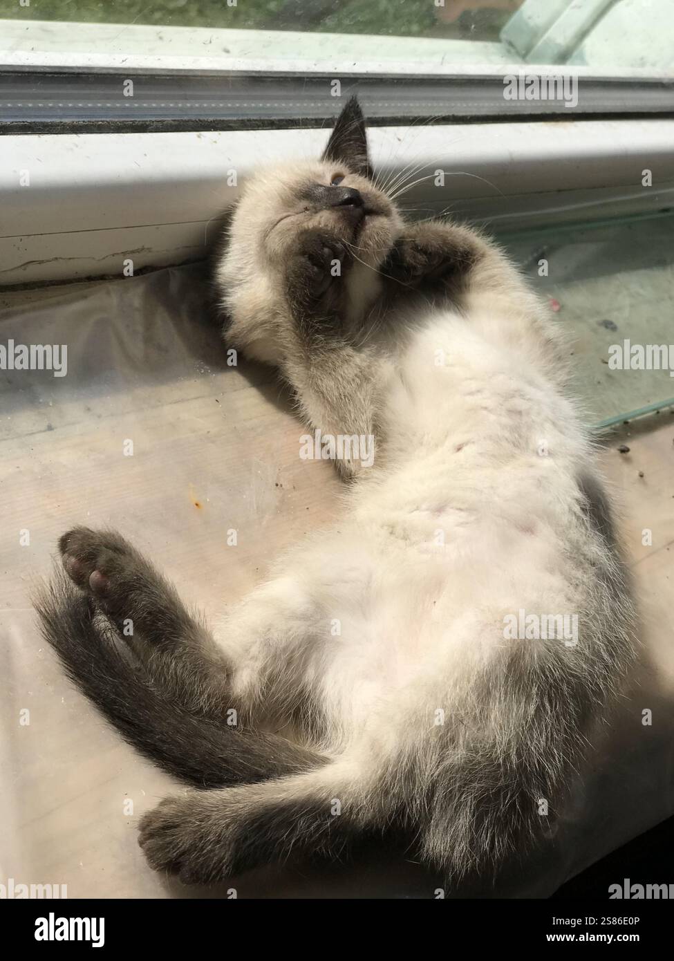 Siamese kittens play happily in a basket with their siblings. High ...