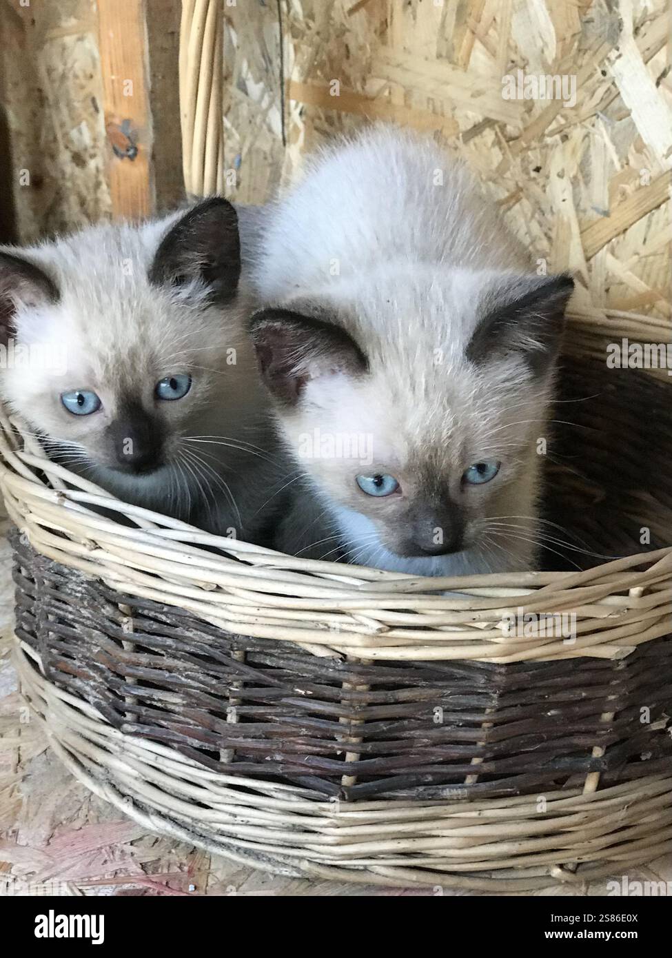 Siamese kittens play happily in a basket with their siblings. High ...