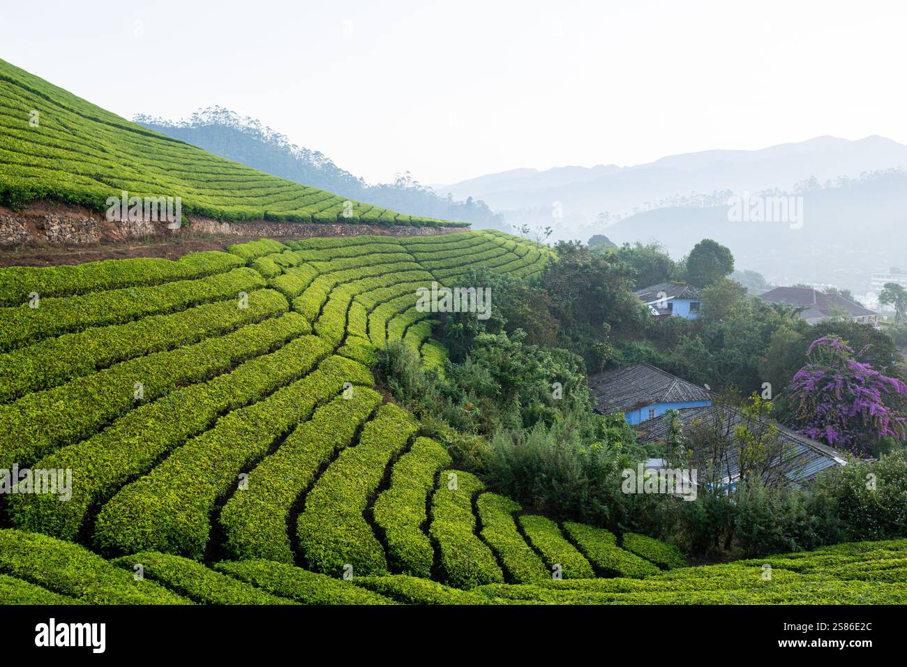 Panoramic view over Munnar hilly tea plantations at sunrise in Kerala ...