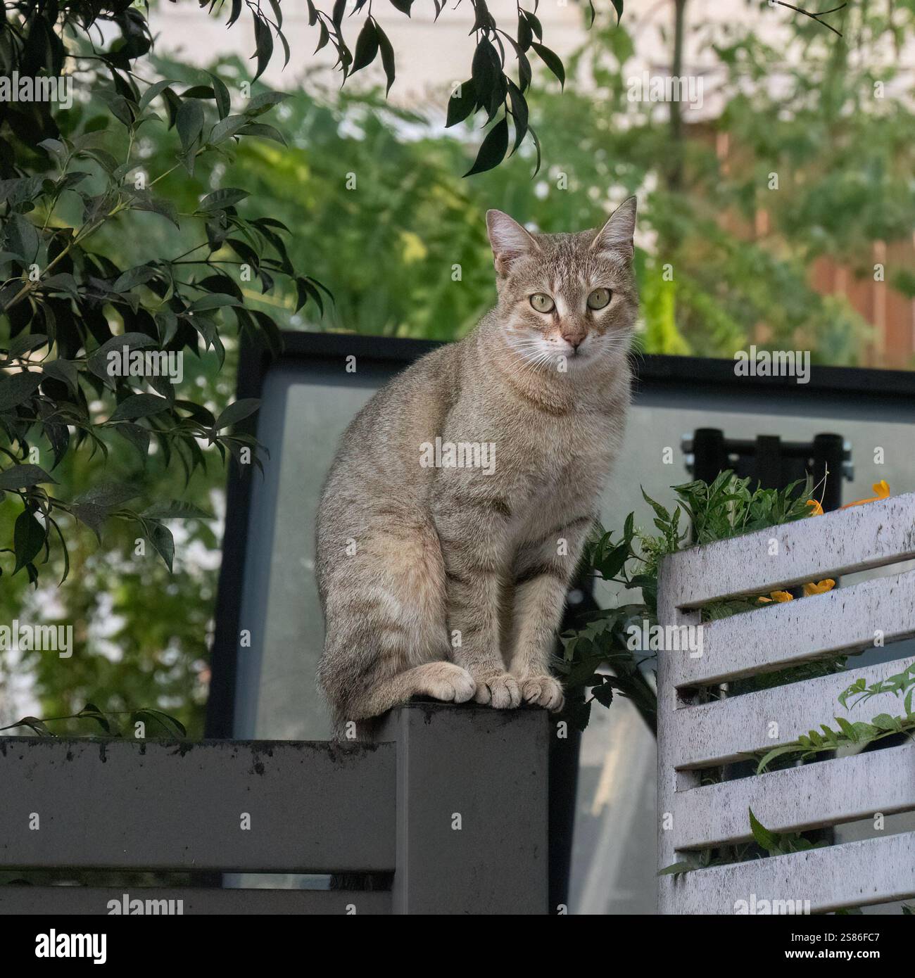A green eyed tabby alley cat, balancing on a fence post Stock Photo - Alamy