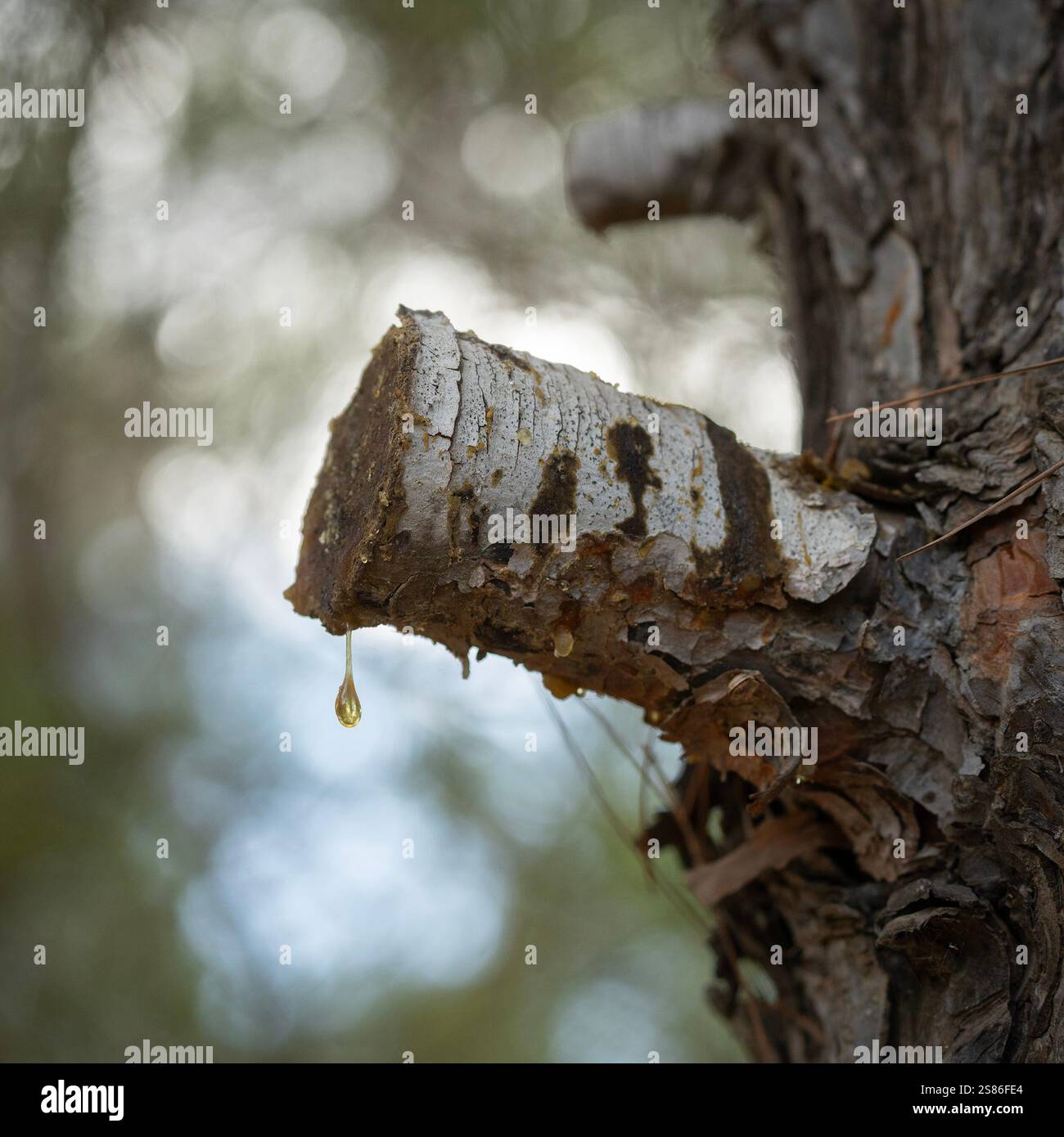 A drop of resin oozing out of a cypress tree branch stump Stock Photo ...