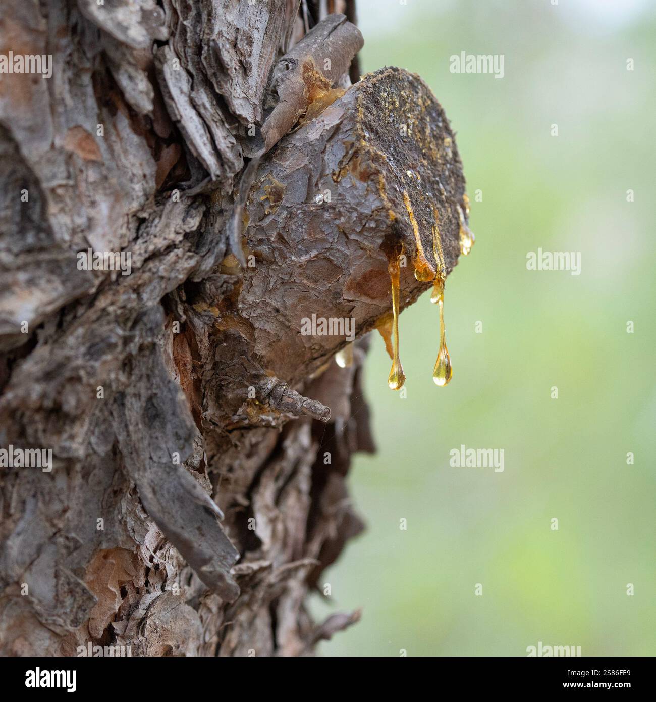 Drop of resin oozing out of a pine tree branch stump Stock Photo - Alamy