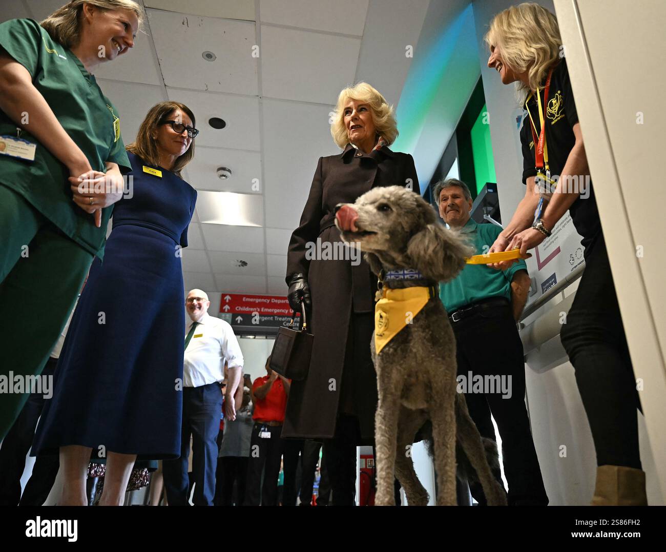 Queen Camilla meets therapy dog Fenton during a tour to officially open ...