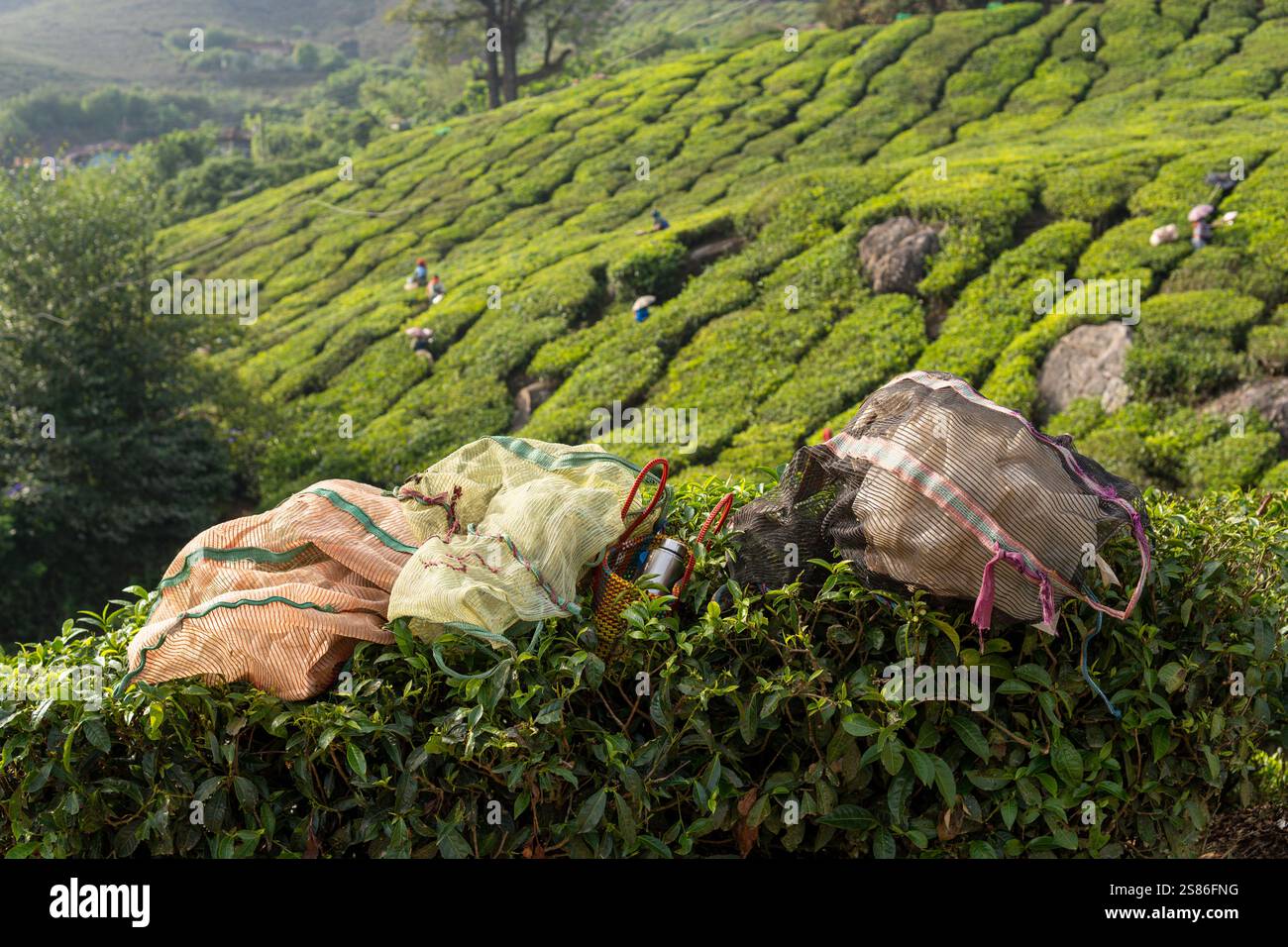 Empty sacks of tea leaf pickers lying on the bushes while woman are ...