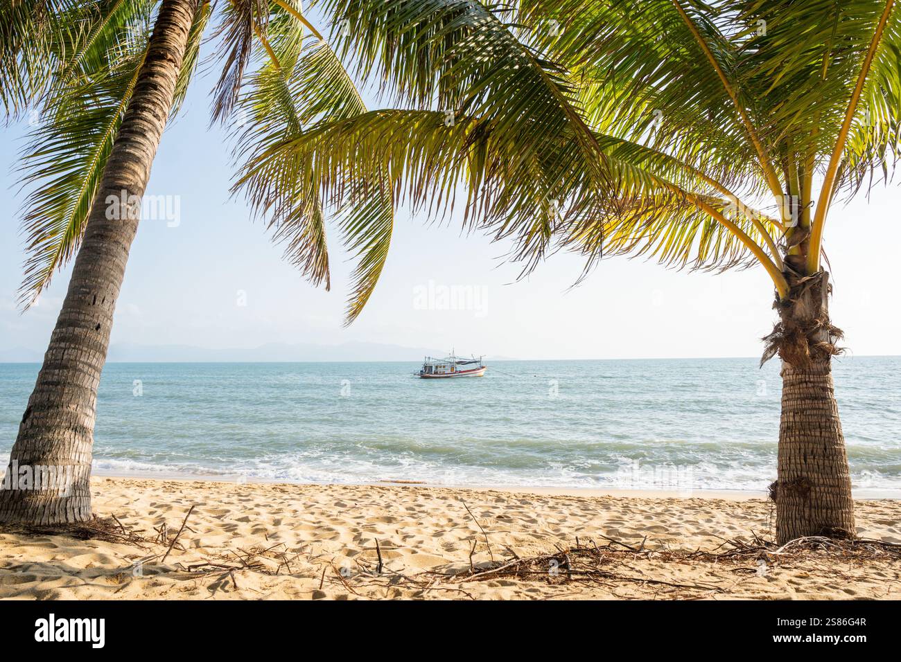 Maenam beach view framed with palm trees on Koh Samui, Thailand ...