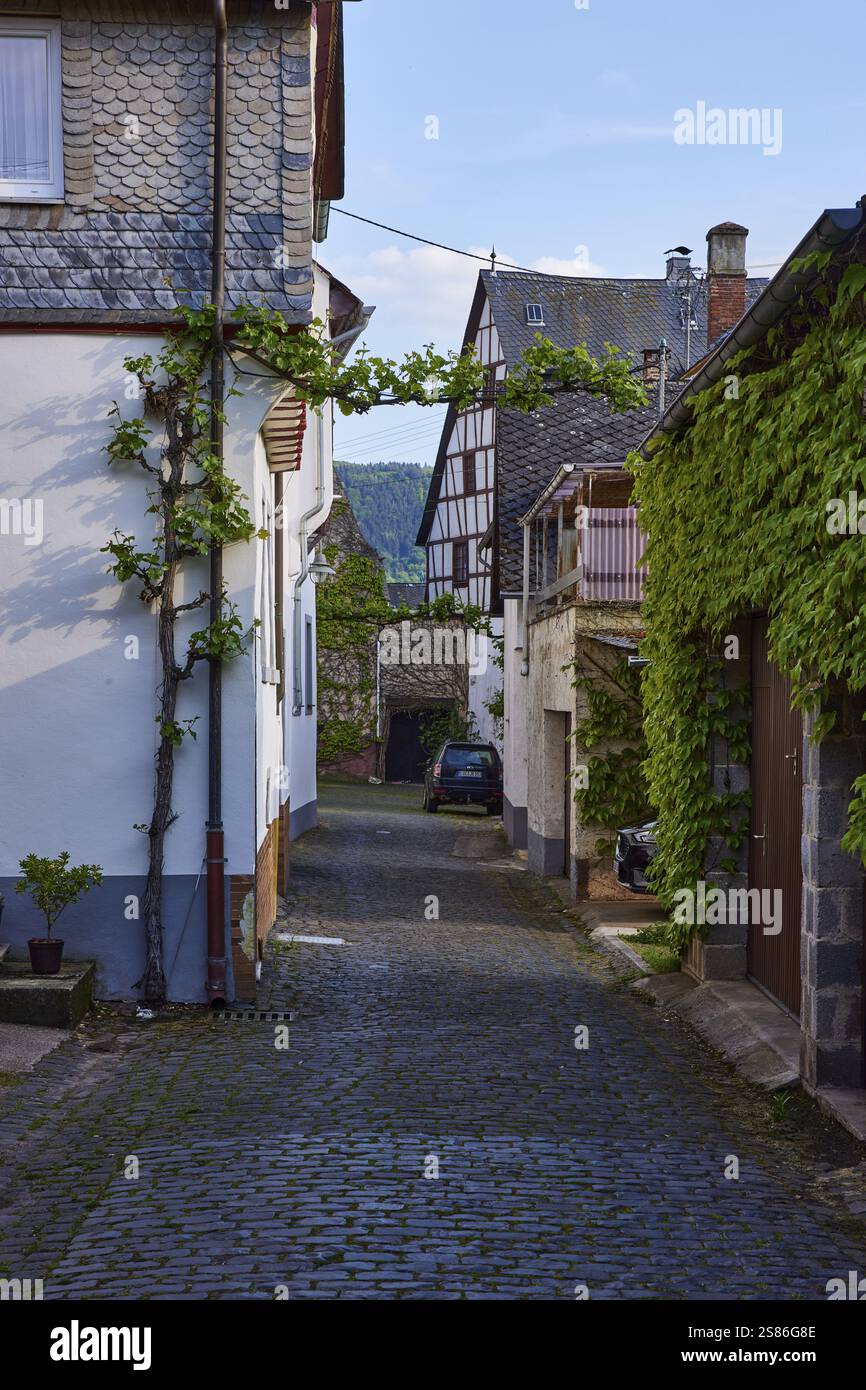 Alley, historic buildings, half-timbered house, facades with Noble vine ...