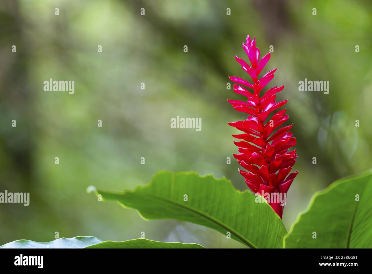 Alpinia purpurata, ginger plant (Zingiberaceae), Costa Rica, Central ...