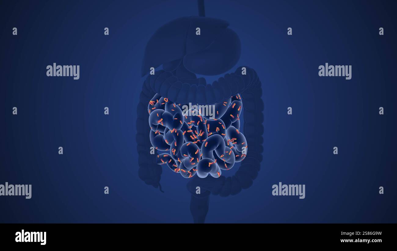 Human small intestine microorganisms Stock Photo - Alamy