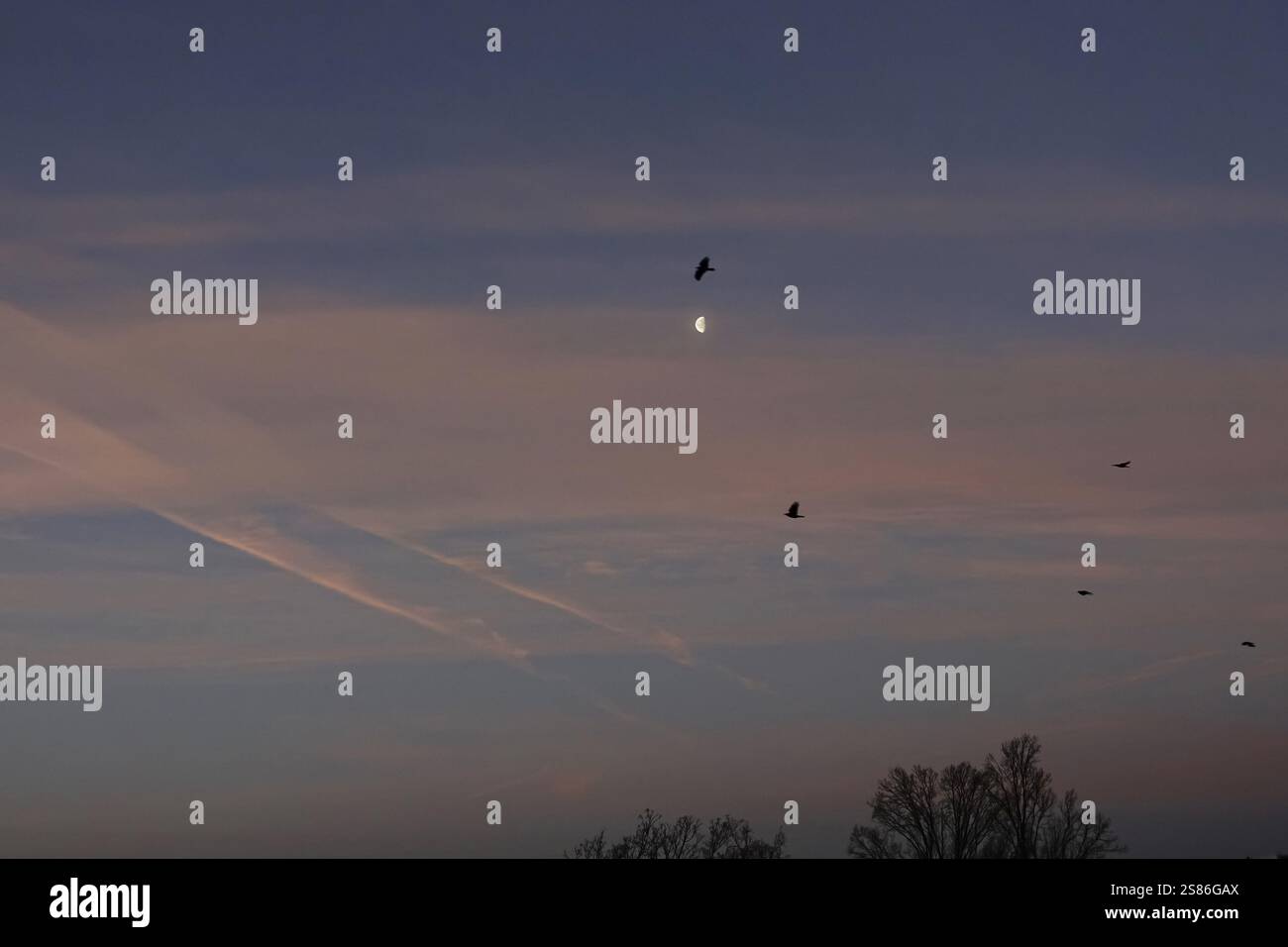 Evening sky with moon, winter, Germany, Europe Stock Photo - Alamy