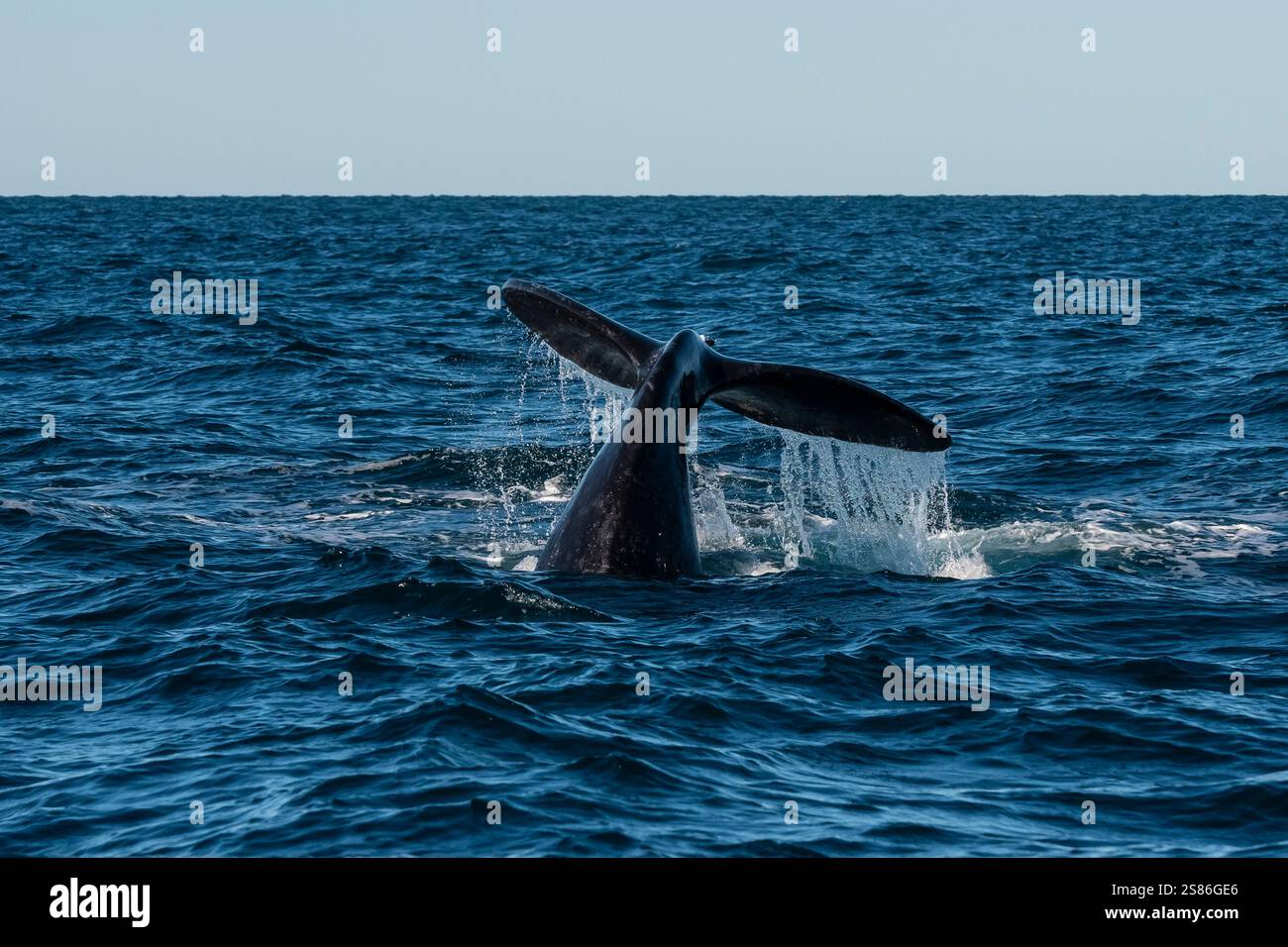 Sohutern right whale tail lobtailing, endangered species, Patagonia ...