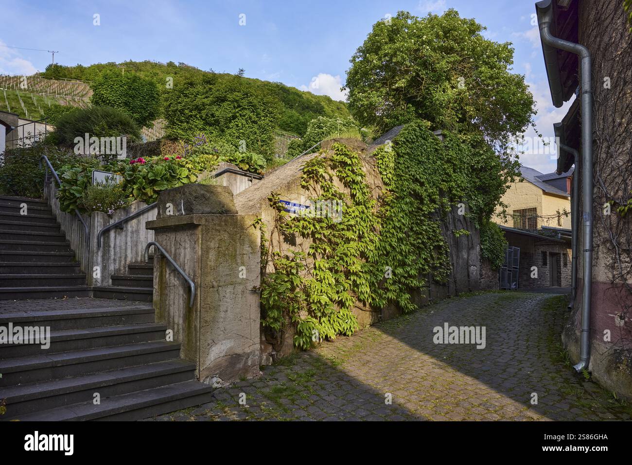 Alley, concrete wall, stairs, tree, three-leaved maiden vine ...
