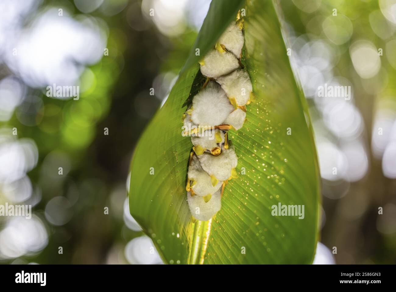 Yellow-eared bat (Ectophylla alba) sleeping under a leaf, bats ...