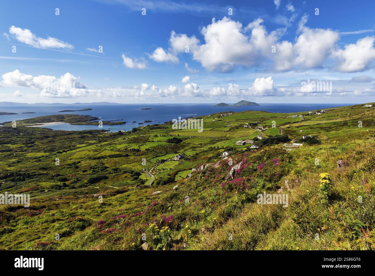 Typical coastline, blooming heather, Scariff and Deenish Islands on the ...