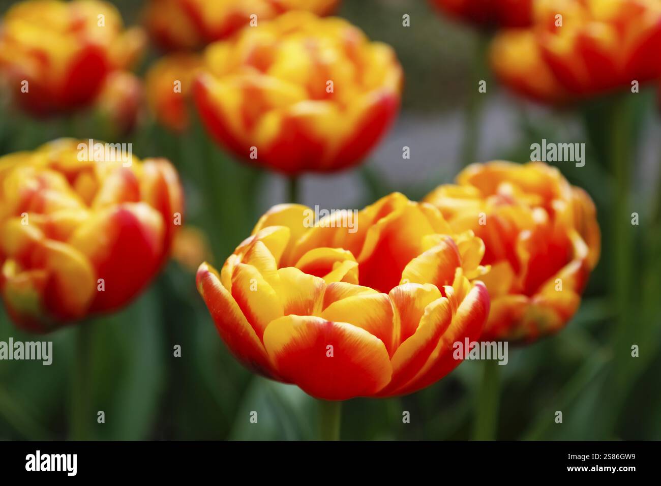 Goenningen tulip blossom, tulips (Tulipa), flowers, yellow, red, two ...
