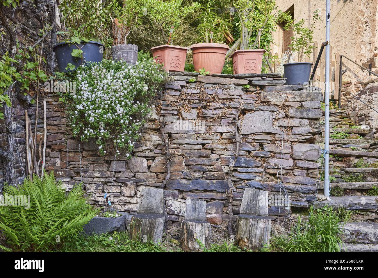 Natural stone wall, natural stone steps, clay pots, Evergreen candytuft ...