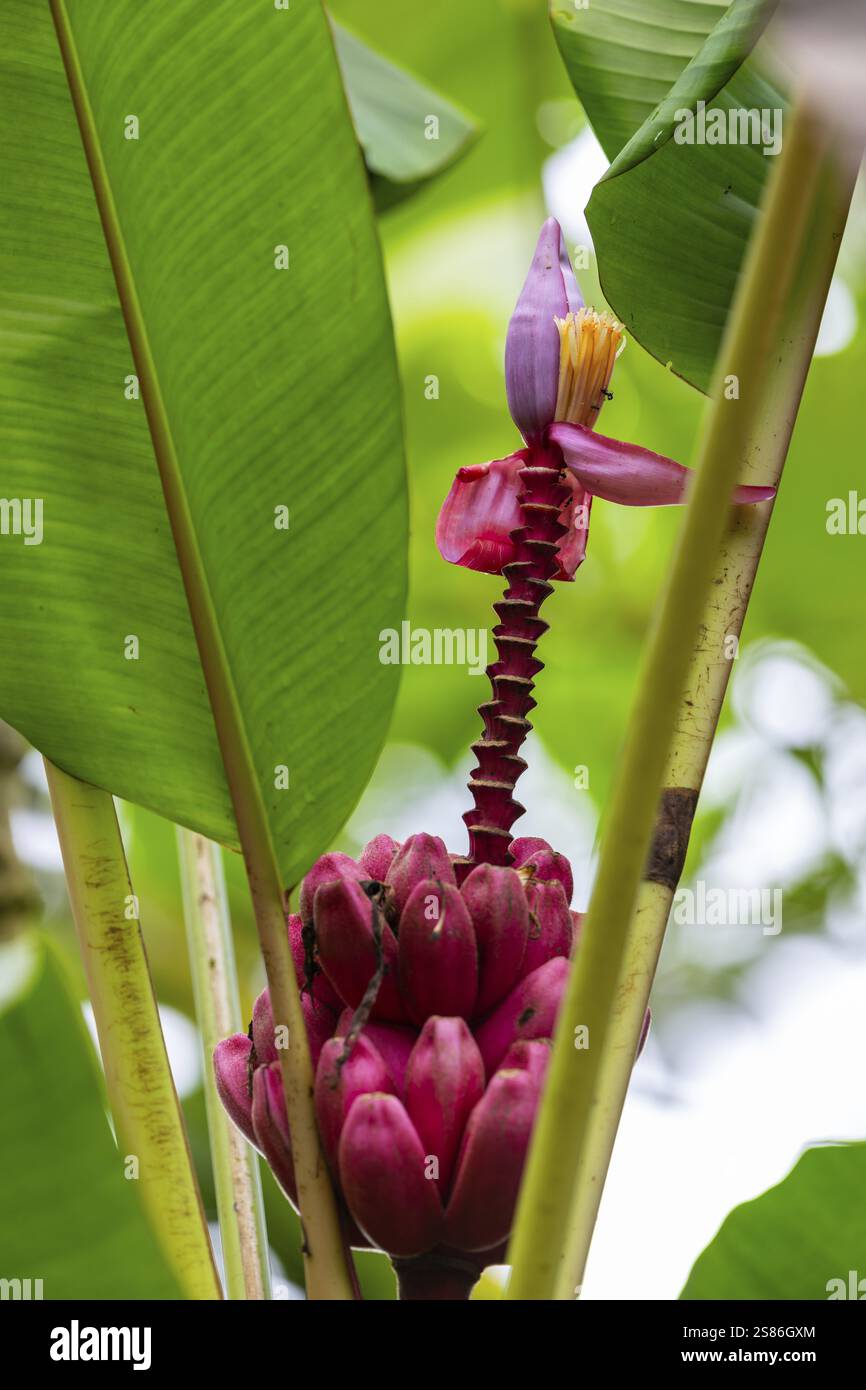 Banana (Musa), flower, La Fortuna, Guanacaste, Costa Rica, Central ...