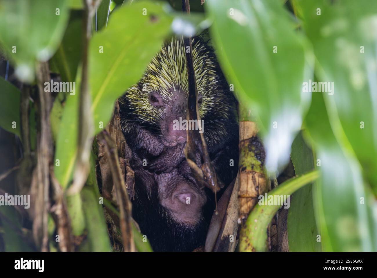 Mexican tree porcupines hi-res stock photography and images - Alamy