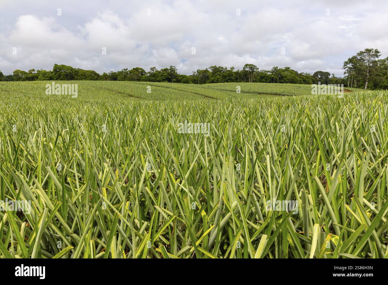 Pineapple plantation (Ananas comosus), Bromeliaceae, Costa Rica ...
