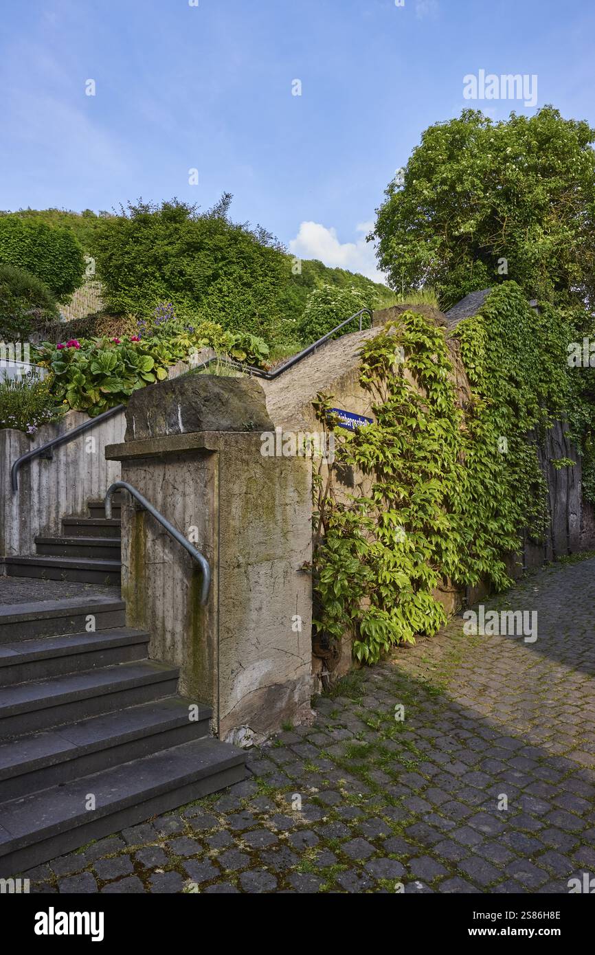 Alley, concrete wall, stairs, tree, three-leaved maiden vine ...