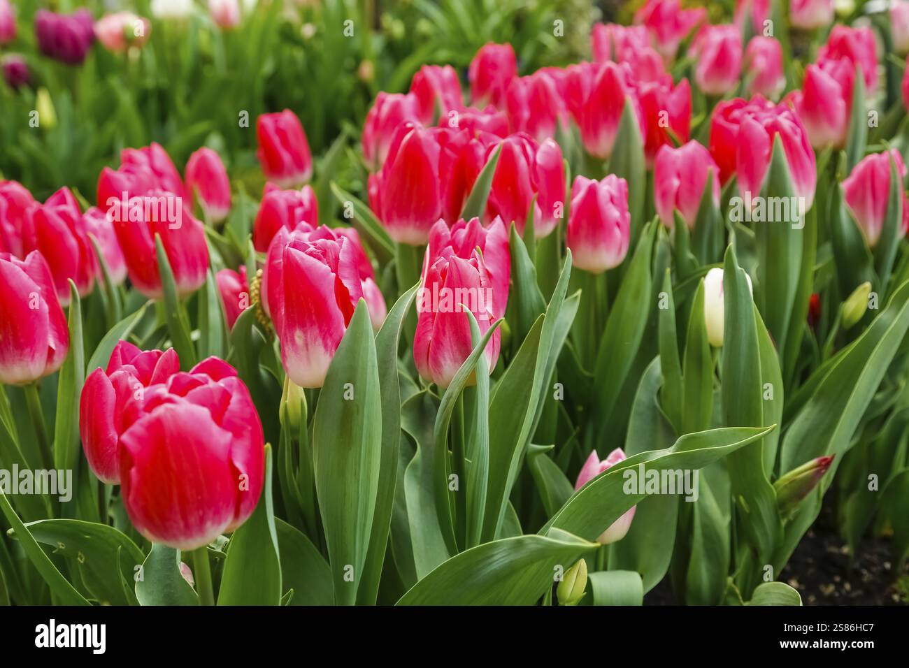 Goenningen tulip blossom, tulips (Tulipa), flowers, red blossoms ...