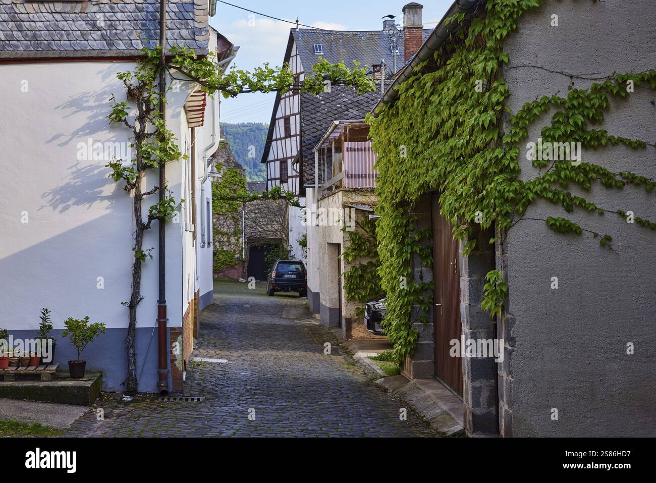 Alley, historic buildings, half-timbered house, facades with Noble vine ...
