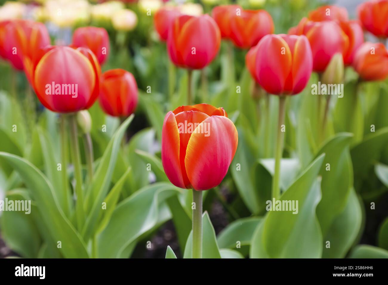 Goenningen tulip blossom, tulips (Tulipa), flowers, red blossoms ...