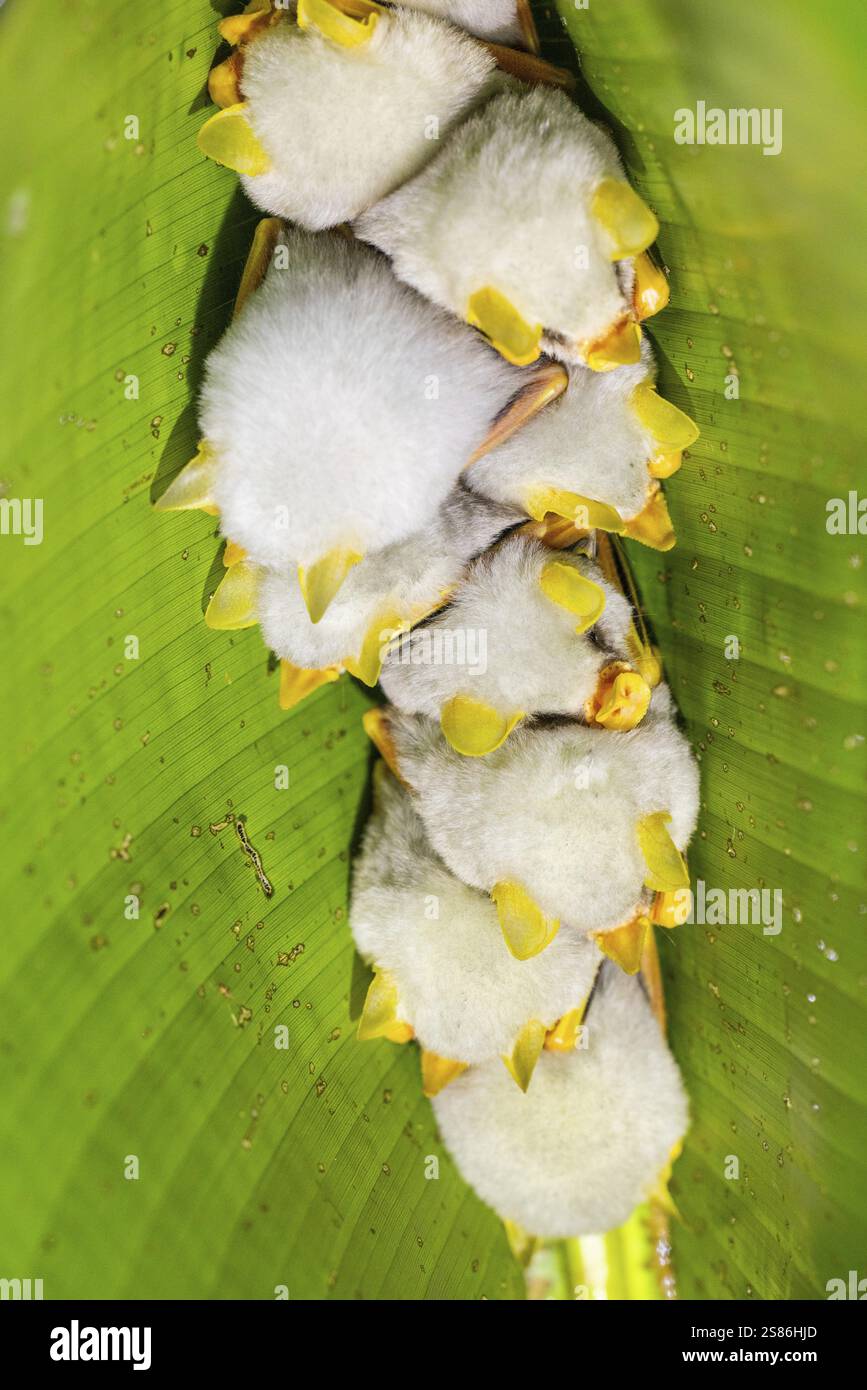 Yellow-eared bat (Ectophylla alba) sleeping under a leaf, bats ...