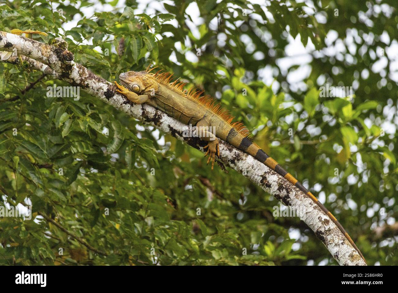Green iguana (Ctenosaura similis), iguanas (Iguana iguana), Rio San ...