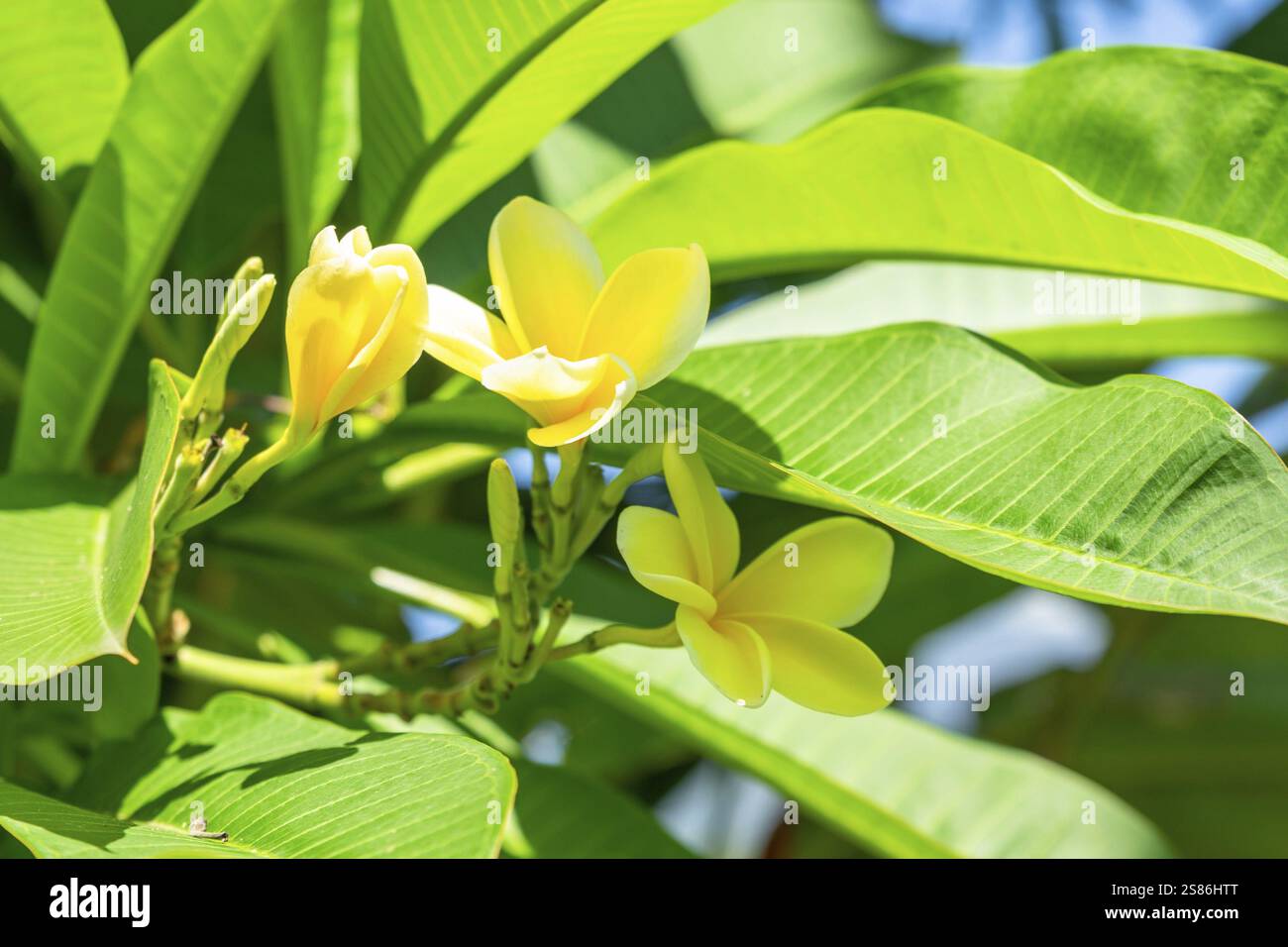 Pretty yellow plumeria or frangipani flowers on the tree in a tropical ...