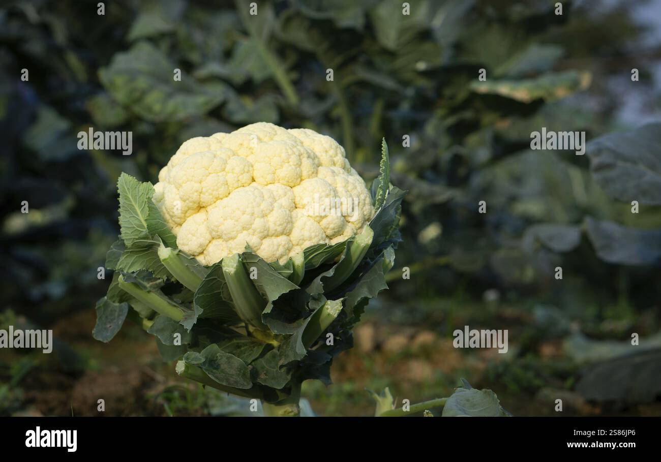 Fresh cauliflower growing in a field. Ready for harvest Stock Photo - Alamy