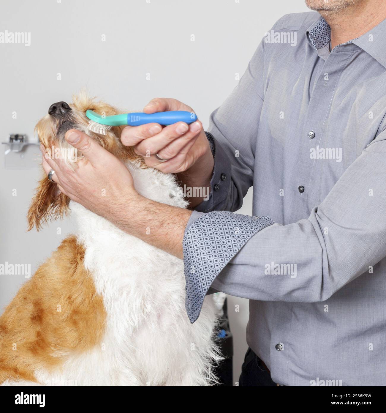 Grooming puppies hi-res stock photography and images - Alamy