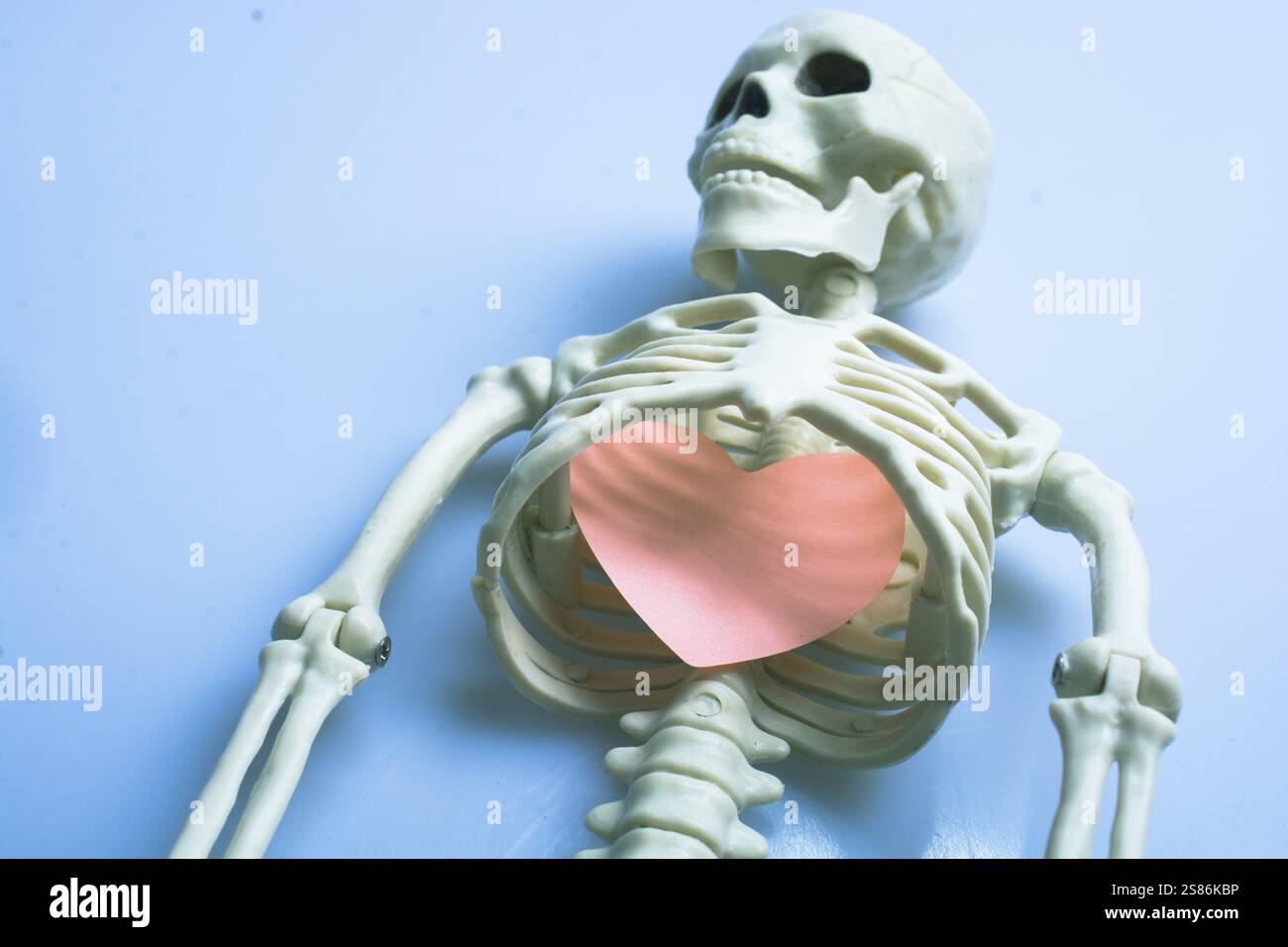 Artificial human body skeleton with a paper heart in it Stock Photo - Alamy