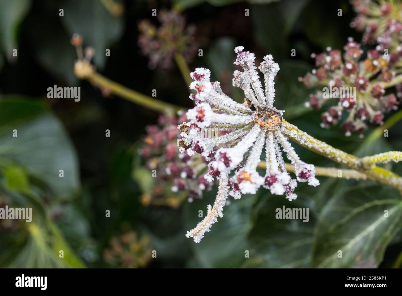 Frost on fruit of plant in winter Stock Photo - Alamy
