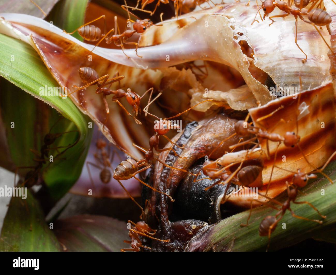 A close up of red ants scavenging a dead snail, working together to ...
