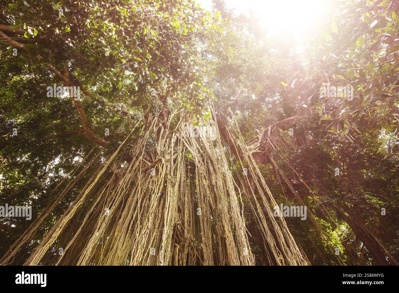 Long trailing aerial or adventitious roots on a tree in Bali Indonesia ...