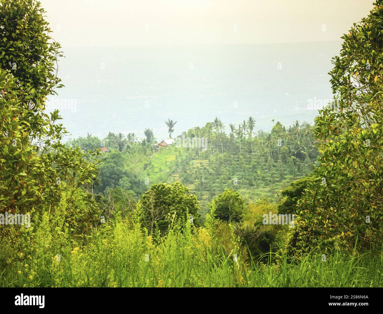 Bali landscape with lush green fields stretching into the distance in a ...