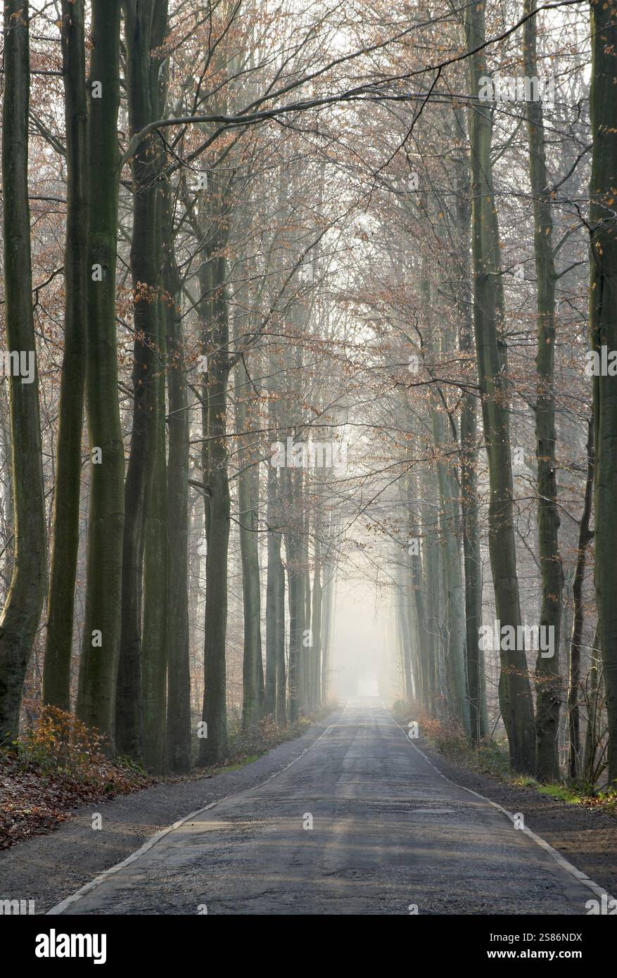 Winter forest asphalt road, ground covered by brown fallen leaves Stock ...