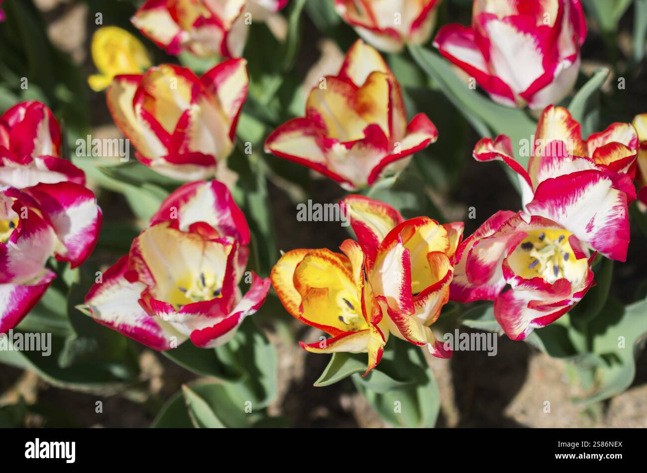 Colorful tulip flowers bloom in the spring garden Stock Photo - Alamy